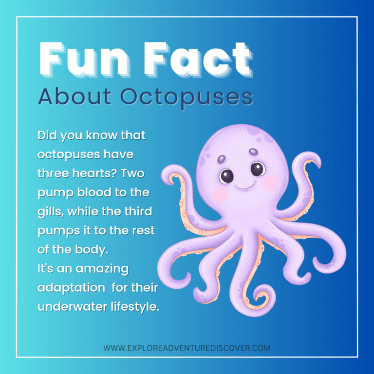 Fun Fact Friday: ‘Octopuses’ Trio of Hearts – EXPLORE . ADVENTURE ...