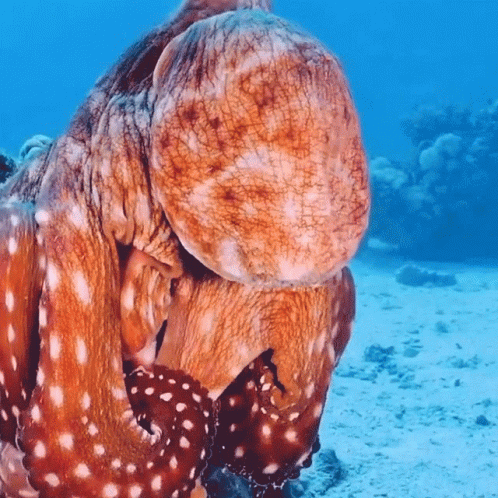 Fun Fact Friday: RARE FACTS ABOUT THE PACIFIC GIANT OCTOPUS – EXPLORE ...