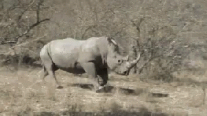 Fun Fact Friday: Rare Facts about Rhinoceros – EXPLORE . ADVENTURE ...